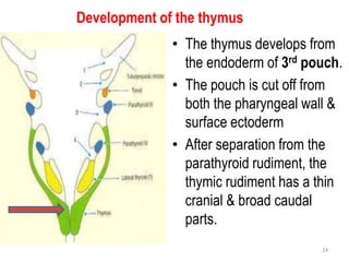 Pharyngeal Arches, Pouches and clefts-1.pptx
