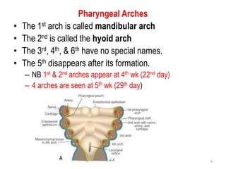 Pharyngeal Arches, Pouches and clefts-1.pptx
