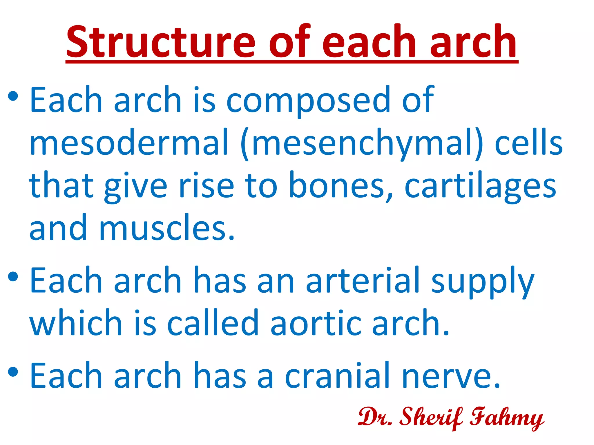 Pharyngeal "Branchial" Arches (Special Embryology) | PPS