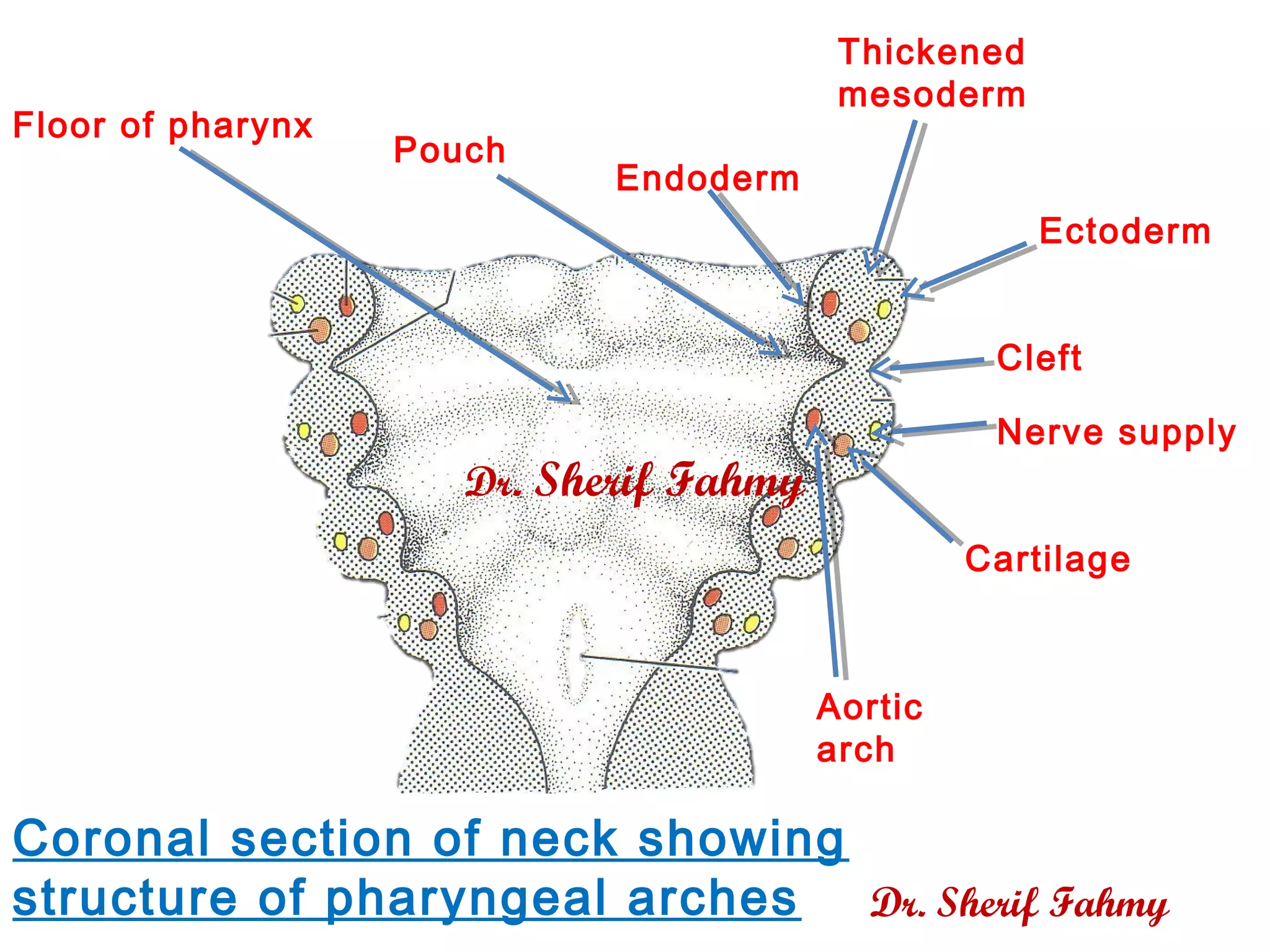 Pharyngeal "Branchial" Arches (Special Embryology) | PPS