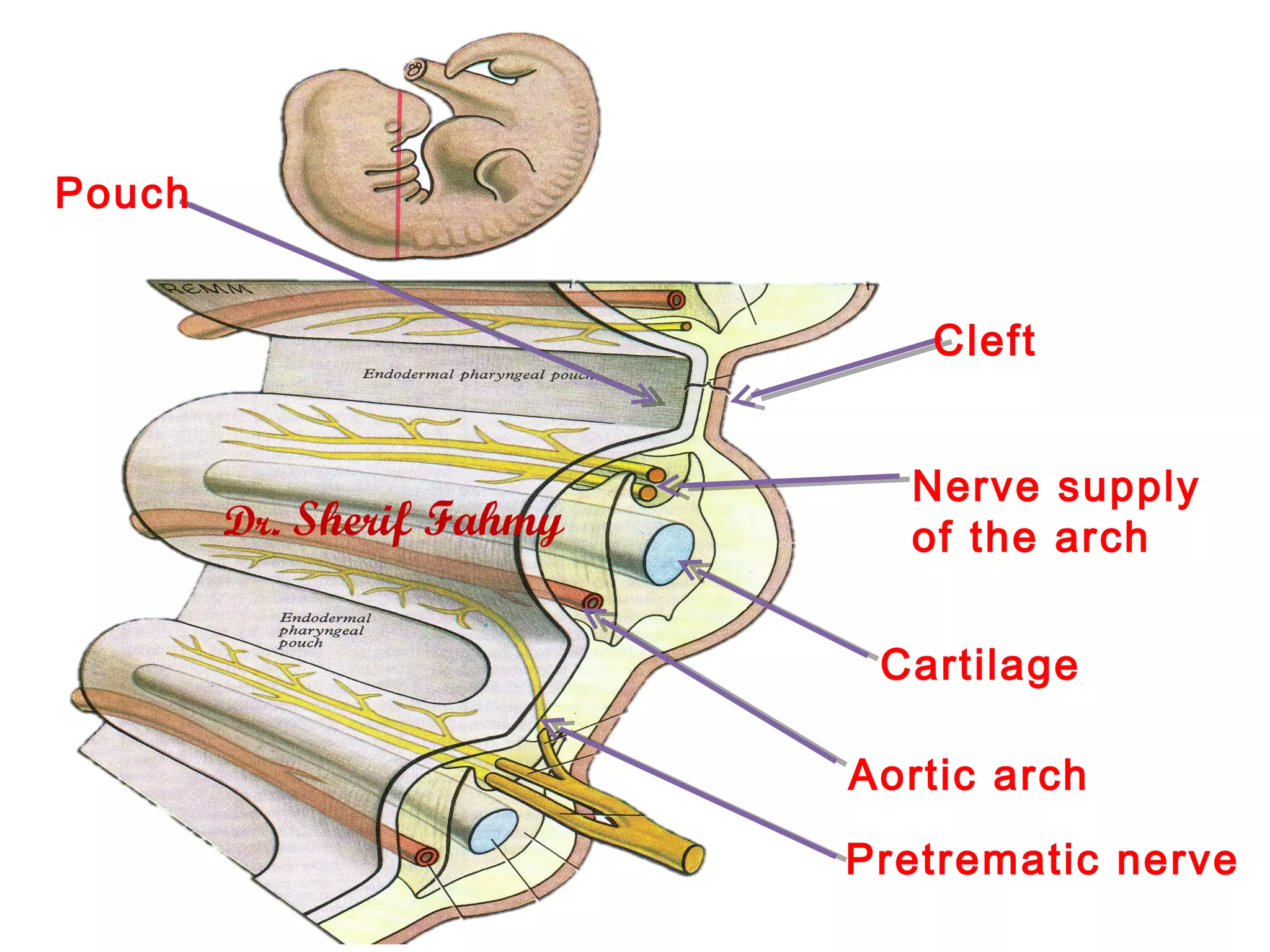 Pharyngeal "Branchial" Arches (Special Embryology) | PPS