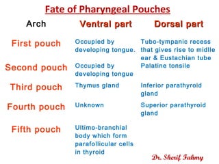 Pharyngeal "Branchial" Arches (Special Embryology) | PPS