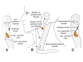 Pharyngeal "Branchial" Arches (Special Embryology) | PPS