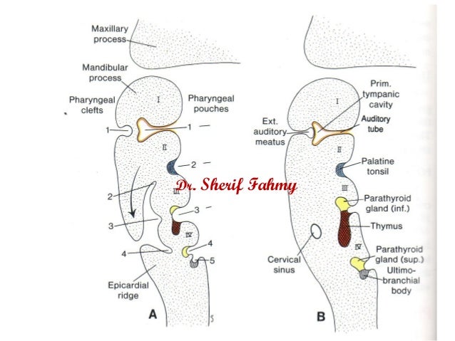 Pharyngeal "Branchial" Arches (Special Embryology)