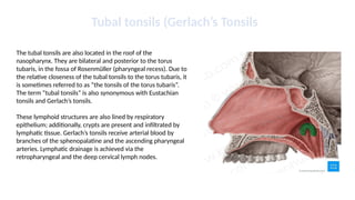 Pharyngeal lymphoid rings anatomy .pptx