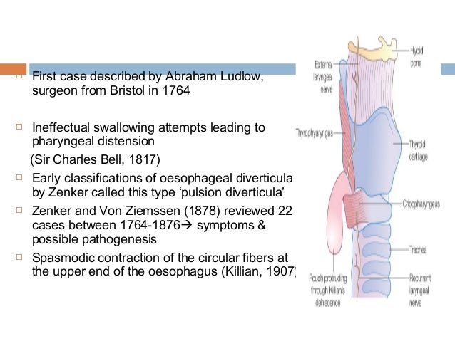 living with pharyngeal pouch – where is my pharynx located – GJRUSY