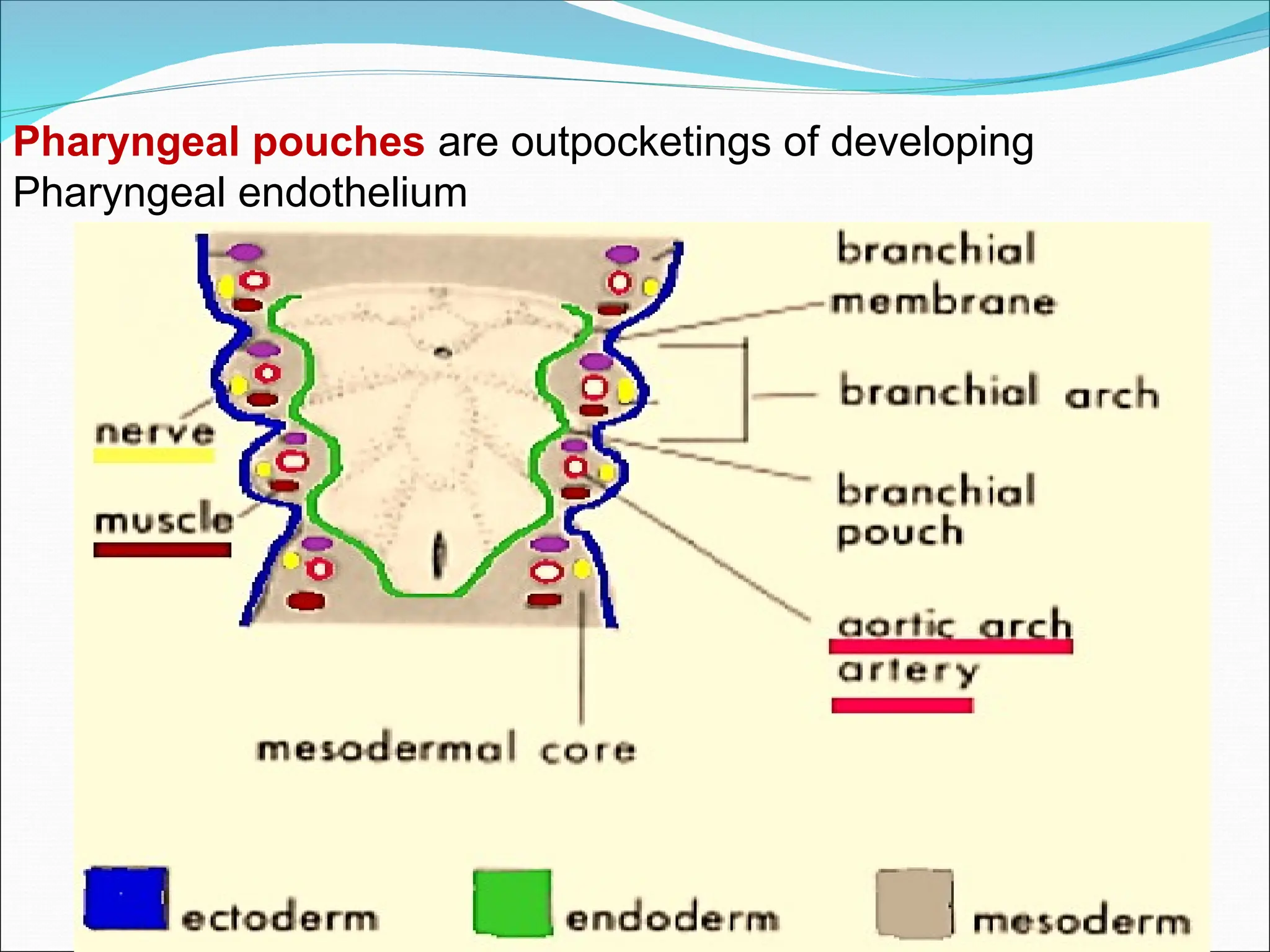 Pharyngeal pouches-II by Dr. Rabia Inam Gandapore.ppt