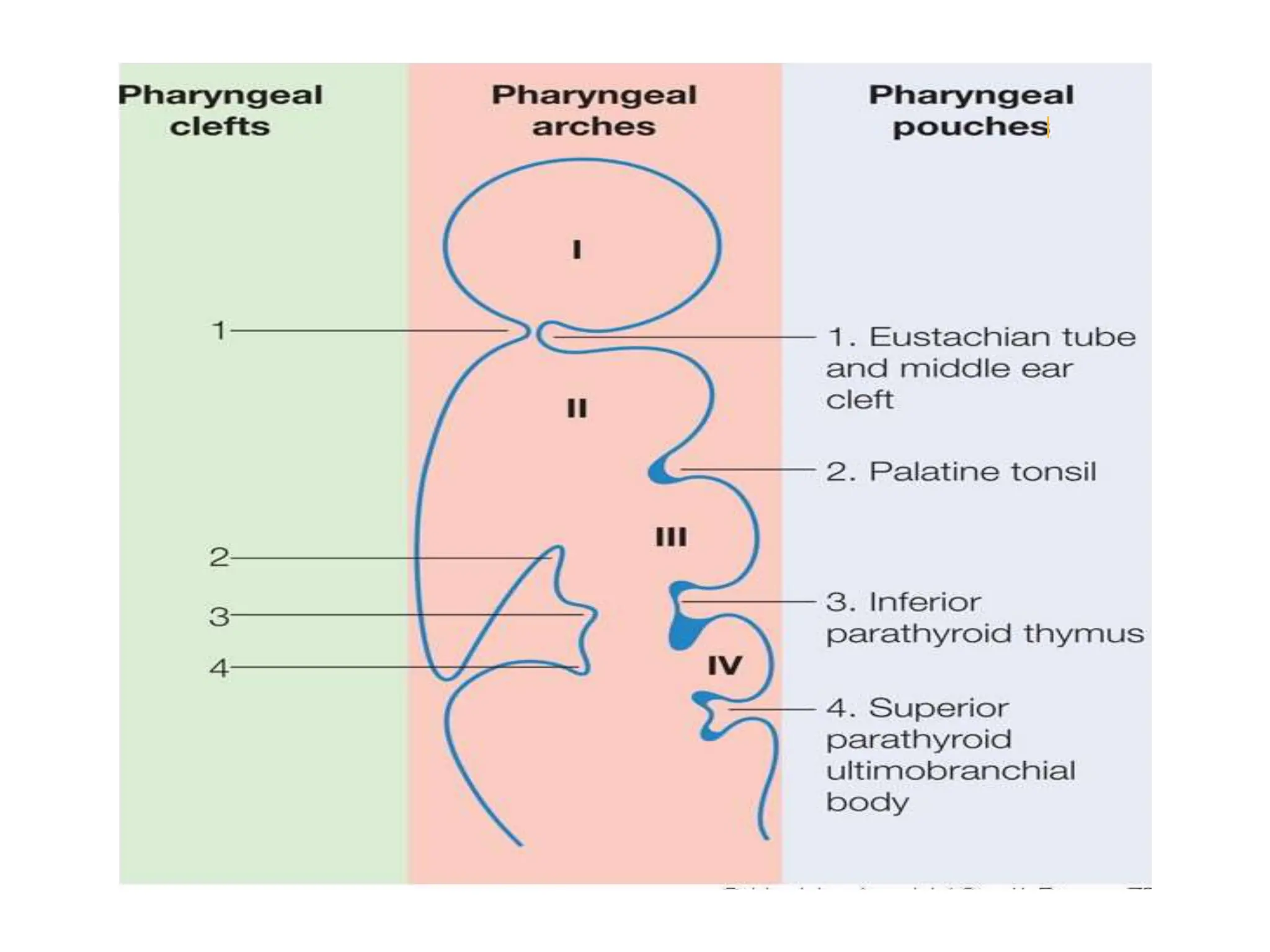 pharyngeal pouches uttam, pharyngoceles, laryngoceles.pptx
