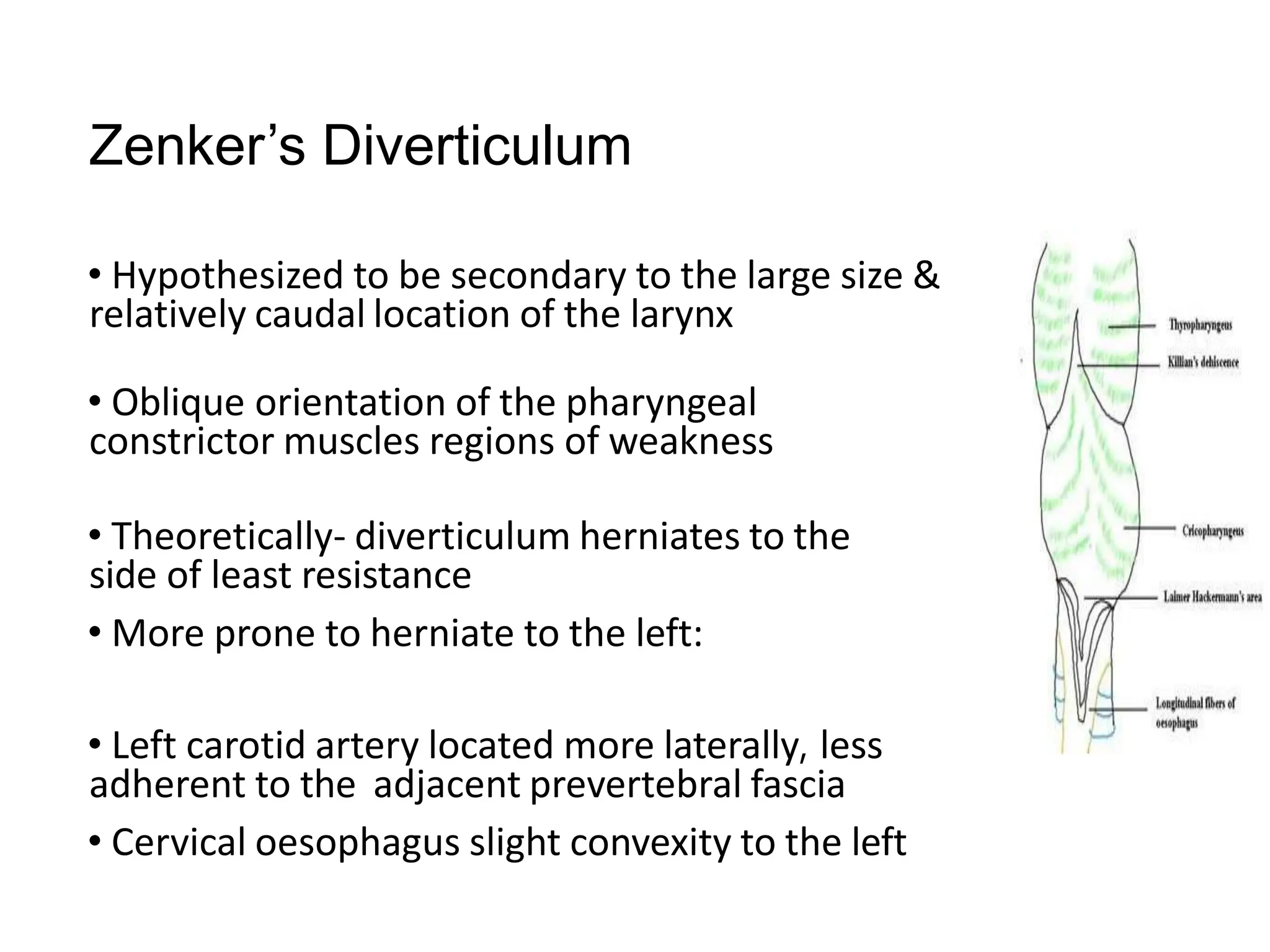 pharyngeal pouches uttam, pharyngoceles, laryngoceles.pptx