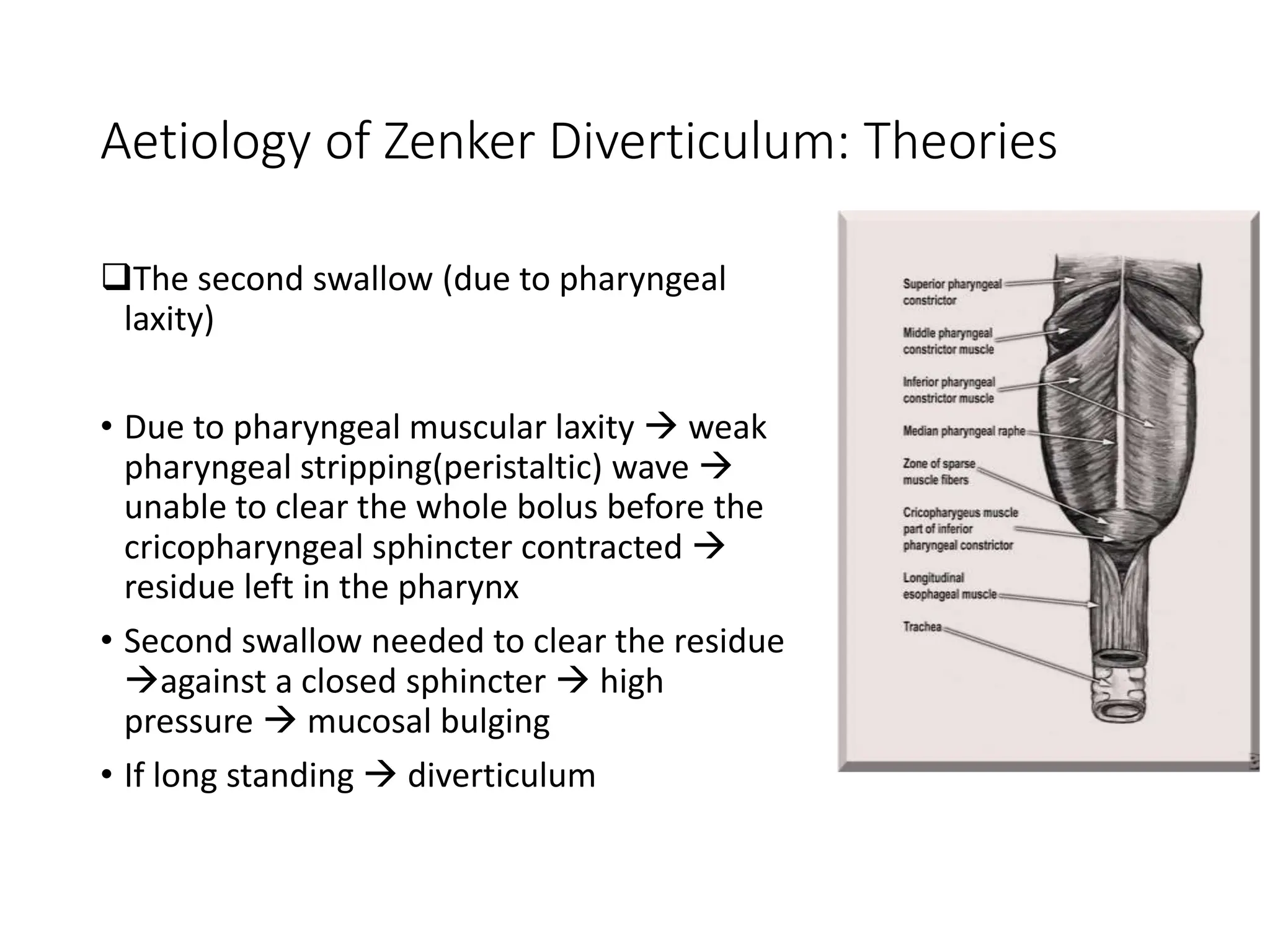 pharyngeal pouches uttam, pharyngoceles, laryngoceles.pptx