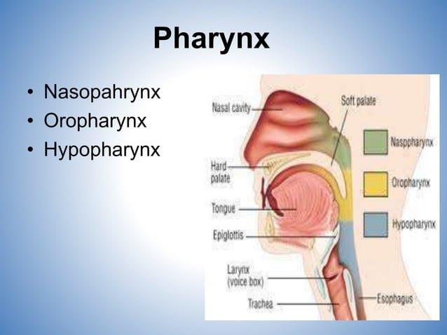 Pharyngitis | PPTX | Ear, Nose and Throat Conditions | Diseases and Conditions