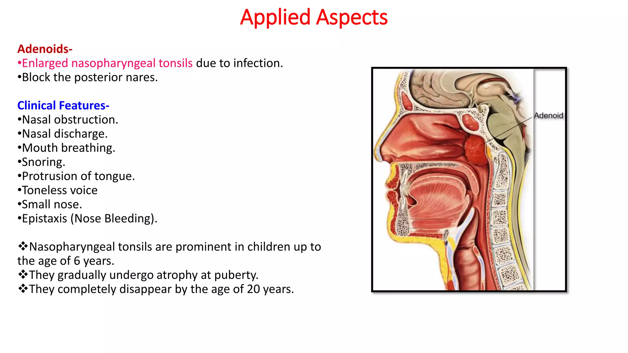 Anatomy of Pharynx | PPTX