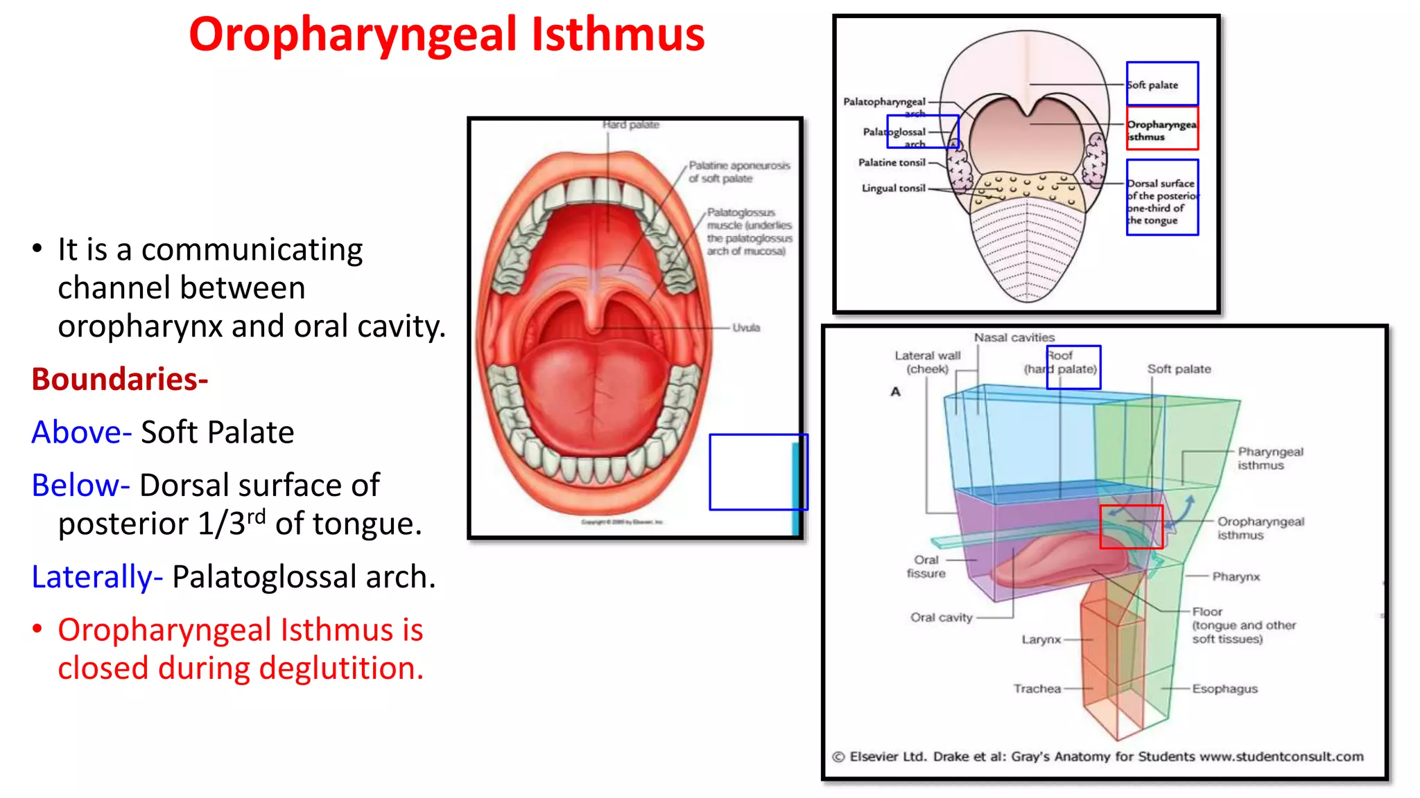 Anatomy of Pharynx | PPTX
