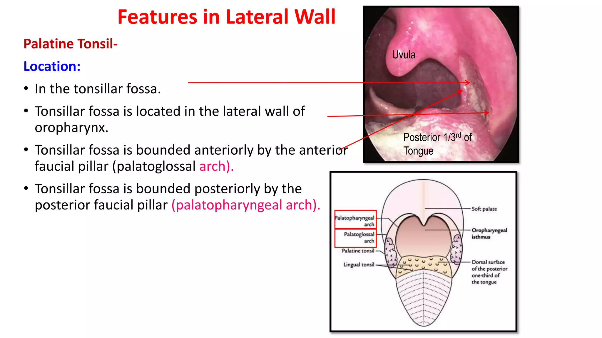 Anatomy of Pharynx | PPTX