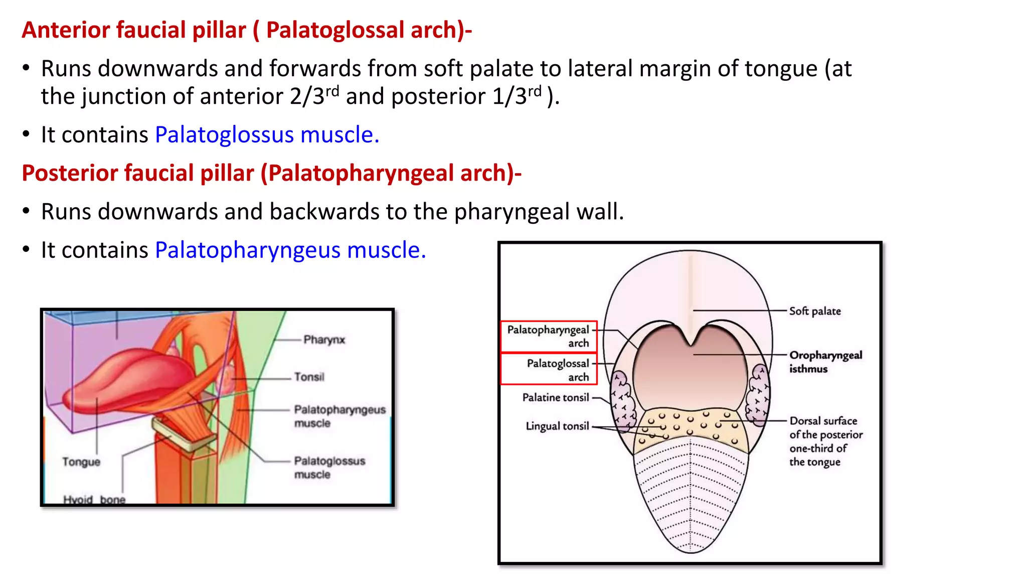 Anatomy of Pharynx | PPTX