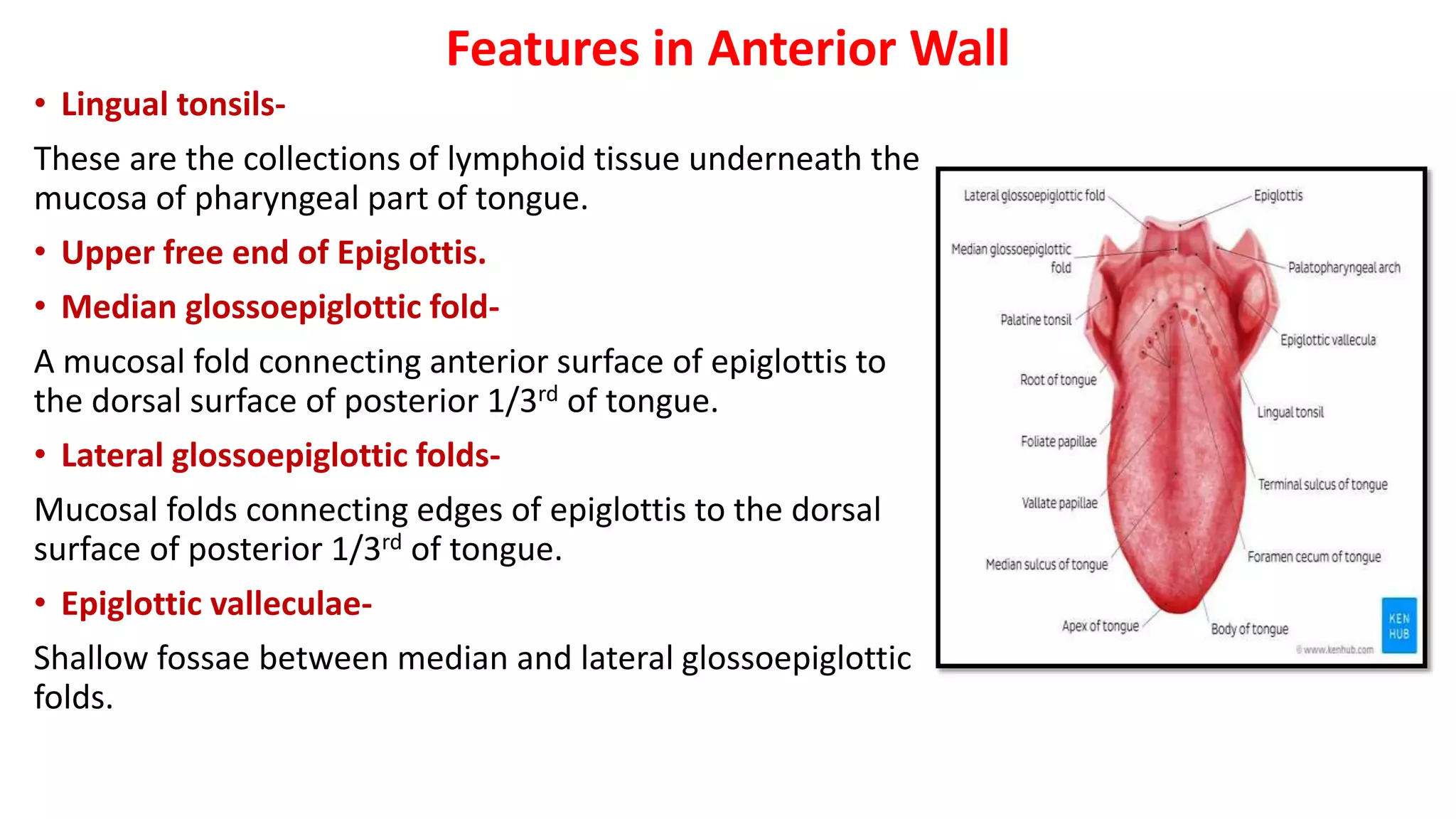 Anatomy of Pharynx | PPTX