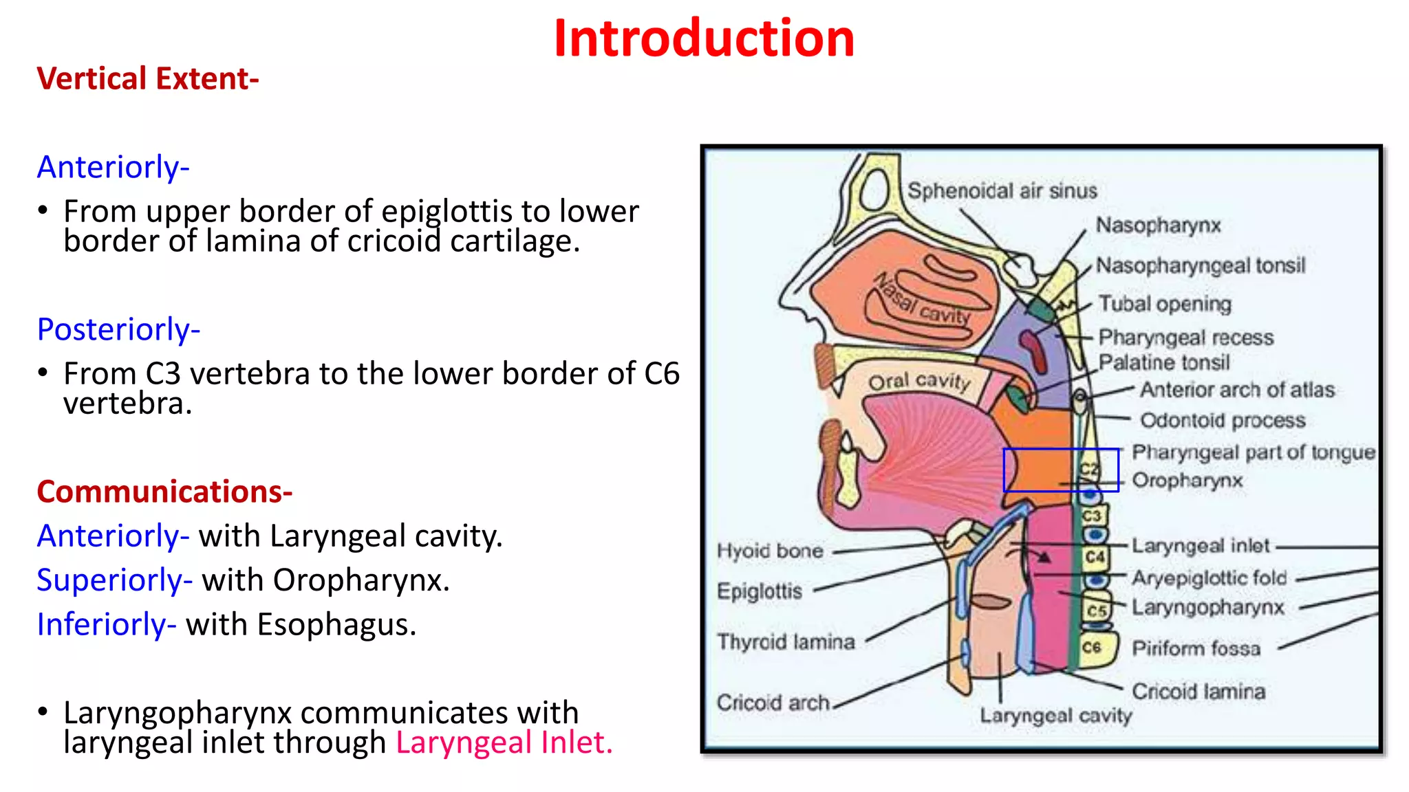 Anatomy of Pharynx | PPTX
