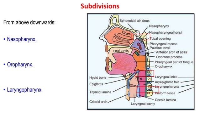 Anatomy of Pharynx | PPTX | Ear, Nose and Throat Conditions | Diseases ...