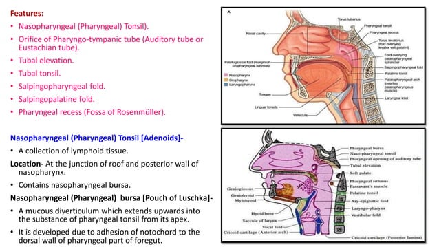 Anatomy of Pharynx | PPTX | Ear, Nose and Throat Conditions | Diseases ...