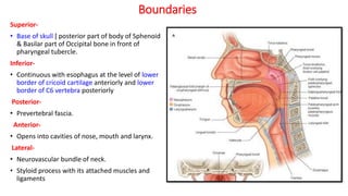 Anatomy of Pharynx | PPTX
