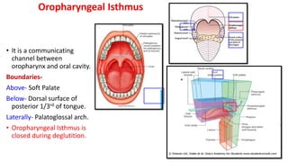 Oropharyngeal Isthmus