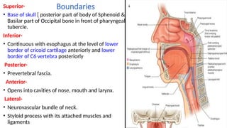 Gross Anatomy and Applied Anatomy of Pharynx | PPTX