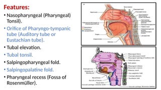 Gross Anatomy and Applied Anatomy of Pharynx | PPTX