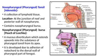 Gross Anatomy and Applied Anatomy of Pharynx | PPTX