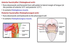 Gross Anatomy and Applied Anatomy of Pharynx | PPTX