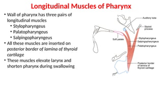 Gross Anatomy and Applied Anatomy of Pharynx | PPTX