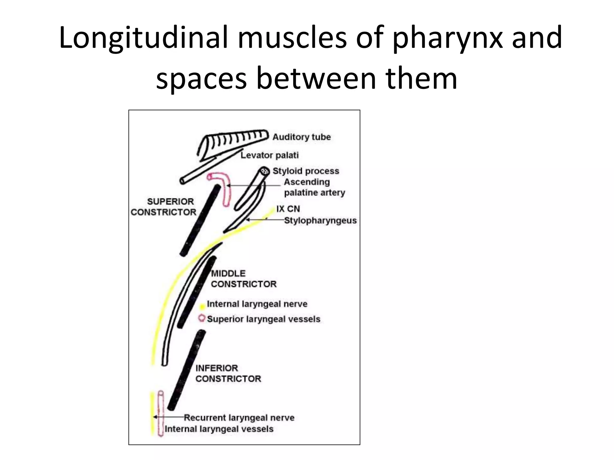 Pharynx | PPTX