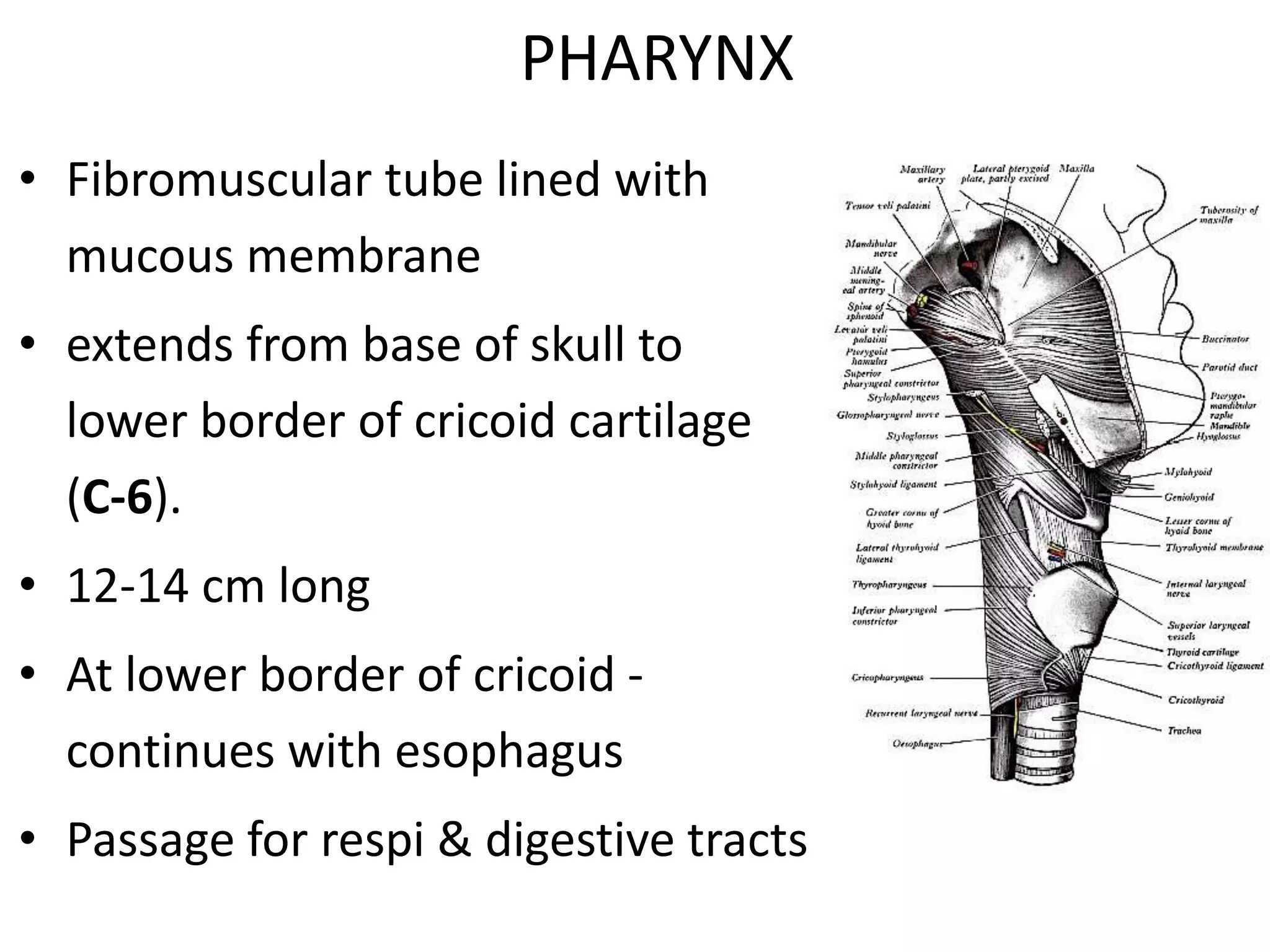Pharynx | PPTX
