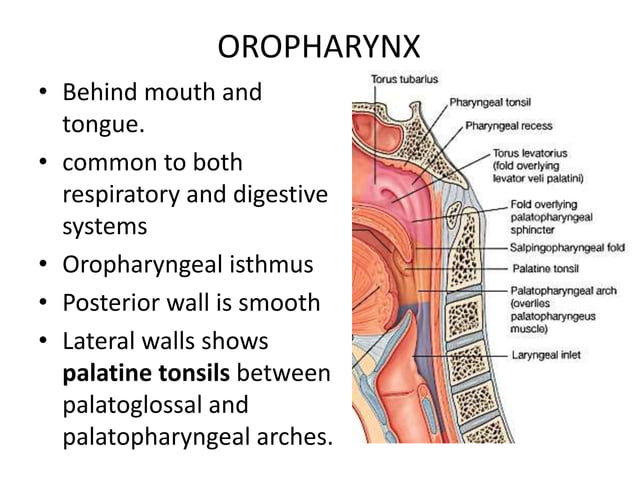Pharynx | PPTX