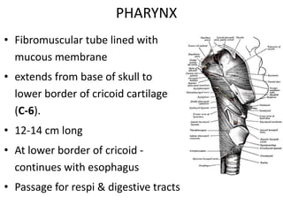 Pharynx | PPTX