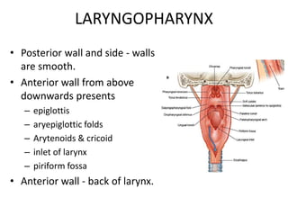 Laryngopharynx