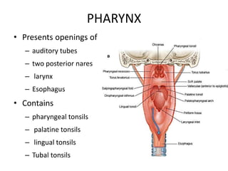 Pharynx