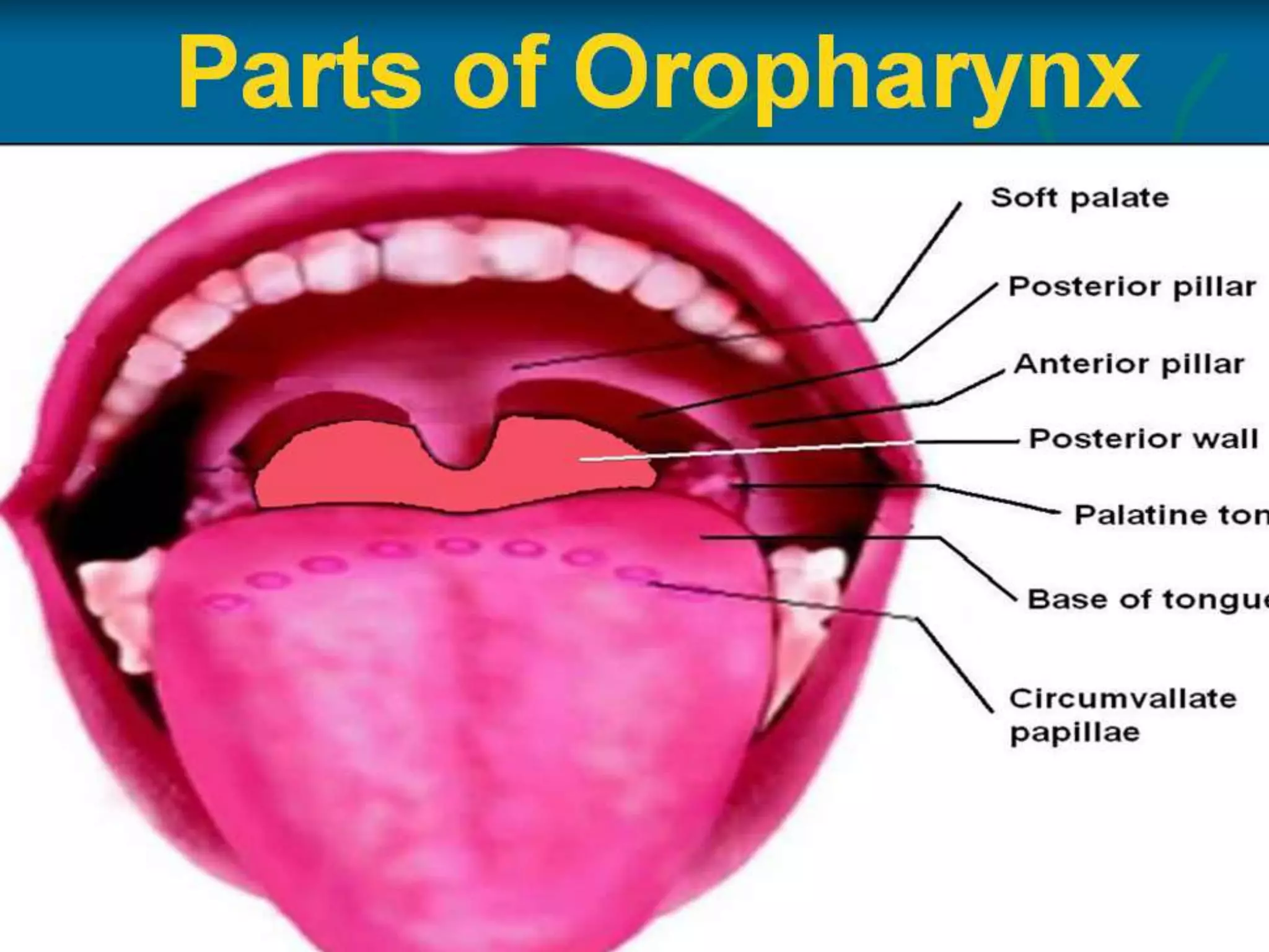 Pharynx ANATOMY AND PHYSIOLOGY | PPTX
