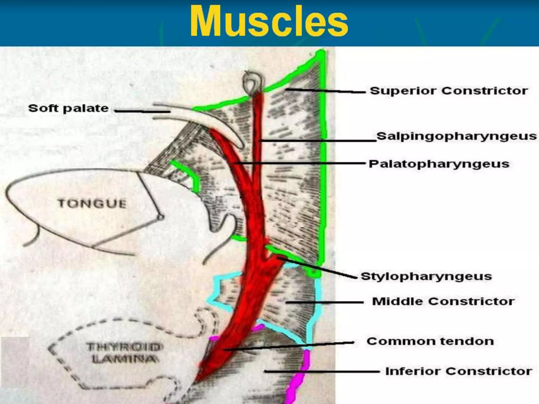 Pharynx ANATOMY AND PHYSIOLOGY | PPTX