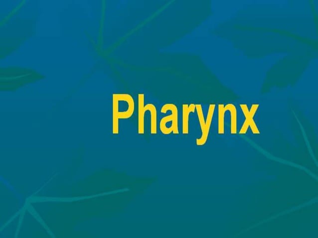 Pharynx ANATOMY AND PHYSIOLOGY | PPTX | Ear, Nose and Throat Conditions ...