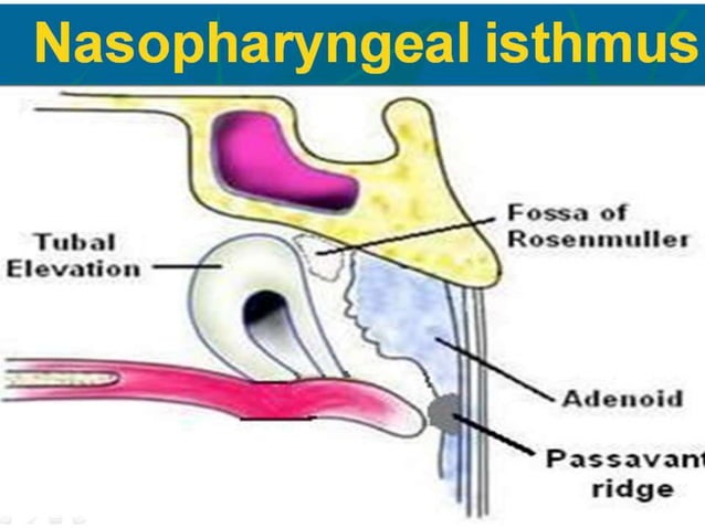 Pharynx ANATOMY AND PHYSIOLOGY | PPTX | Ear, Nose and Throat Conditions ...