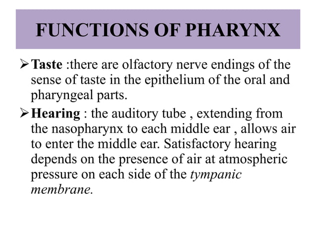 Pharynx ANATOMY AND PHYSIOLOGY | PPTX | Ear, Nose and Throat Conditions ...