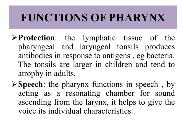 Pharynx ANATOMY AND PHYSIOLOGY | PPTX | Ear, Nose and Throat Conditions ...
