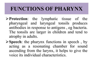 Pharynx ANATOMY AND PHYSIOLOGY | PPTX | Ear, Nose and Throat Conditions ...