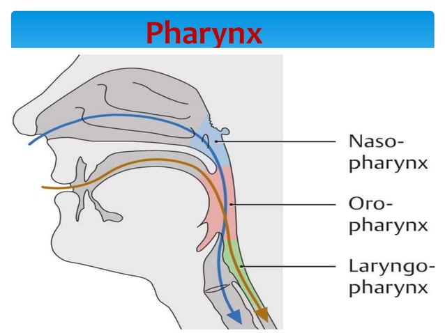 Pharynx | PPT