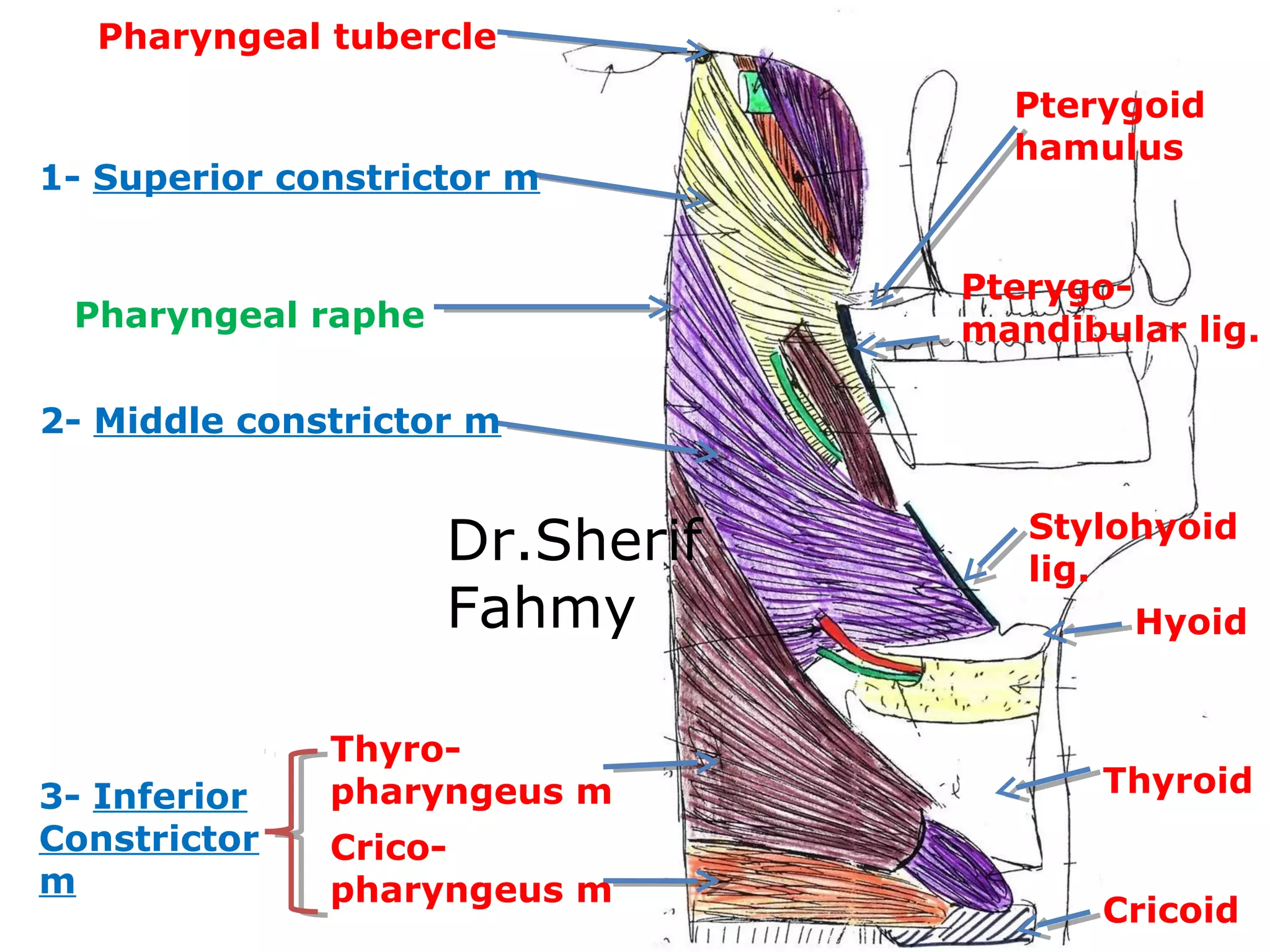 The Pharynx (Anatomy of the Neck) | PPS