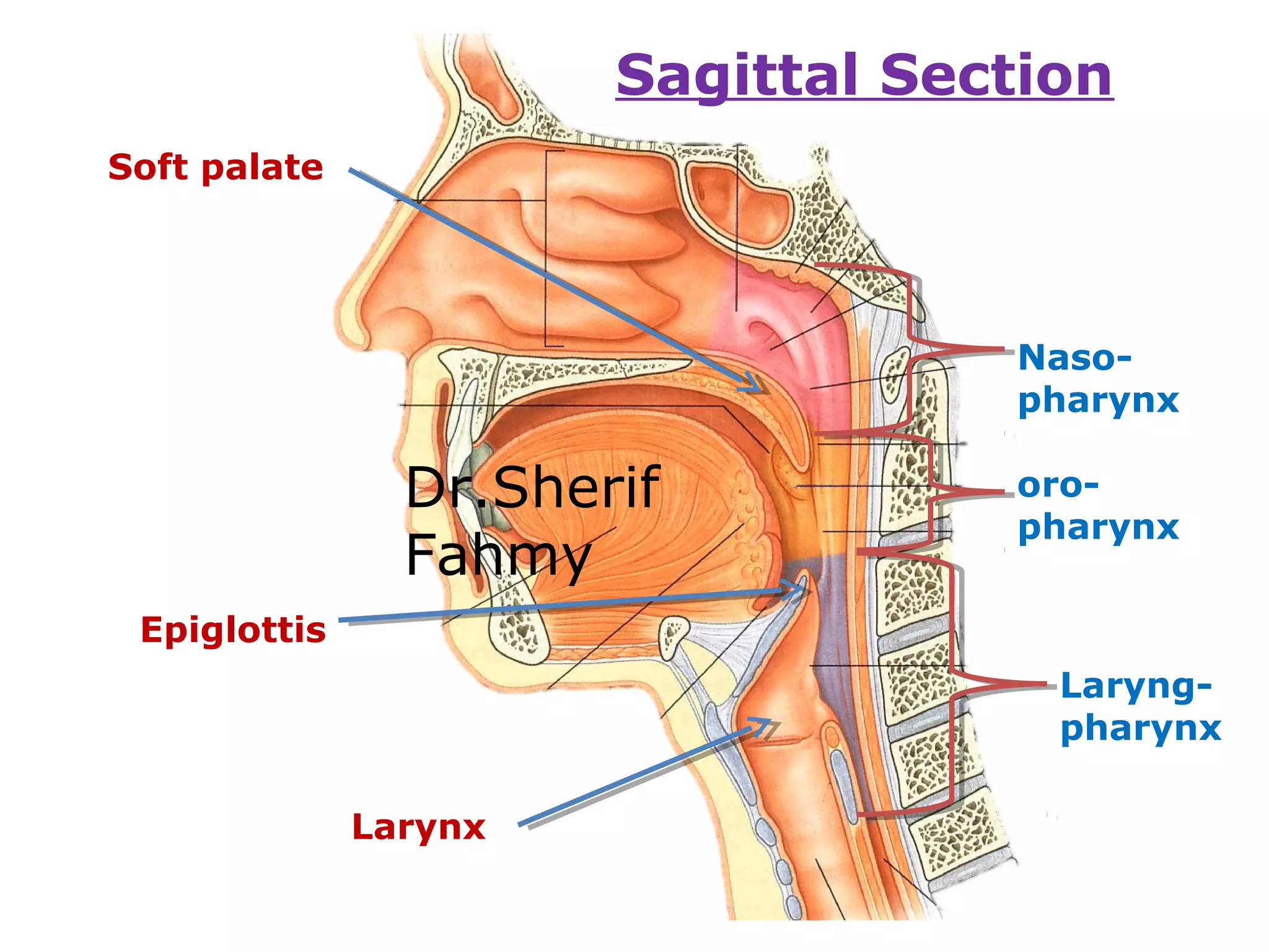 The Pharynx (Anatomy of the Neck) | PPS