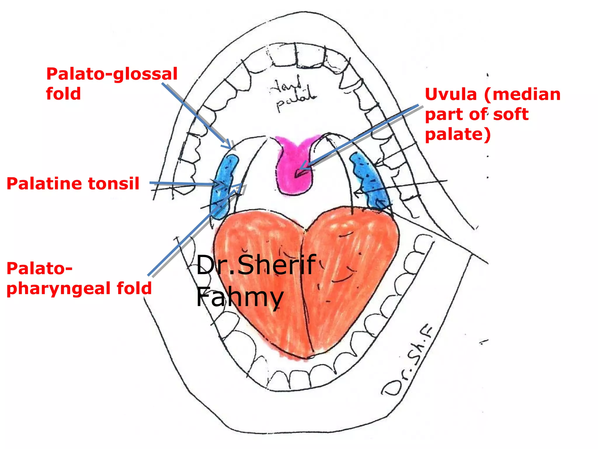 The Pharynx (Anatomy of the Neck) | PPS