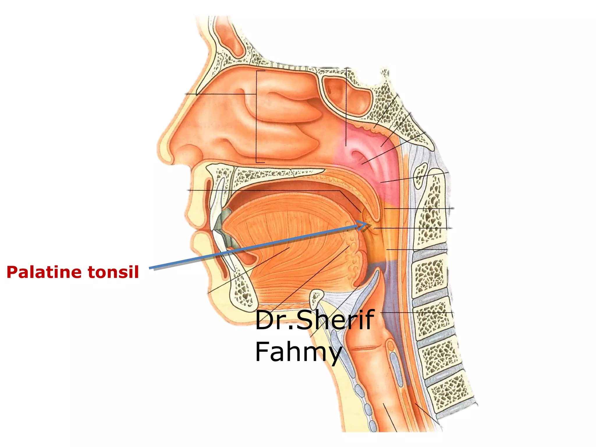 The Pharynx (Anatomy of the Neck) | PPS
