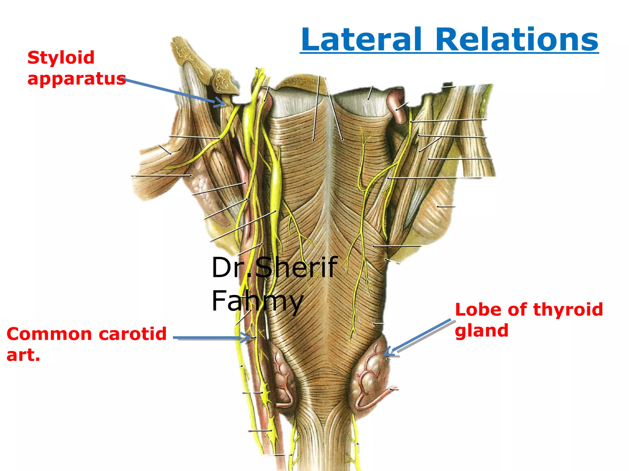 The Pharynx (Anatomy of the Neck) | PPS
