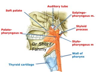 The Pharynx (Anatomy of the Neck) | PPS
